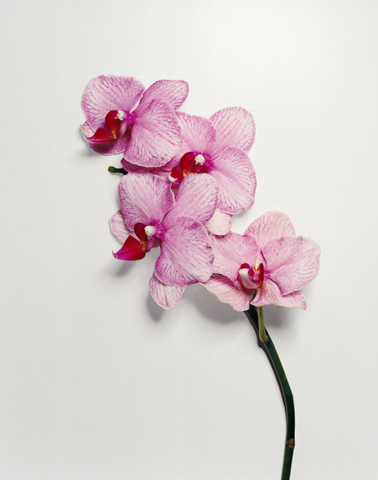 Jon Shireman - Broken Flower - Fotografie di fiori frantumati