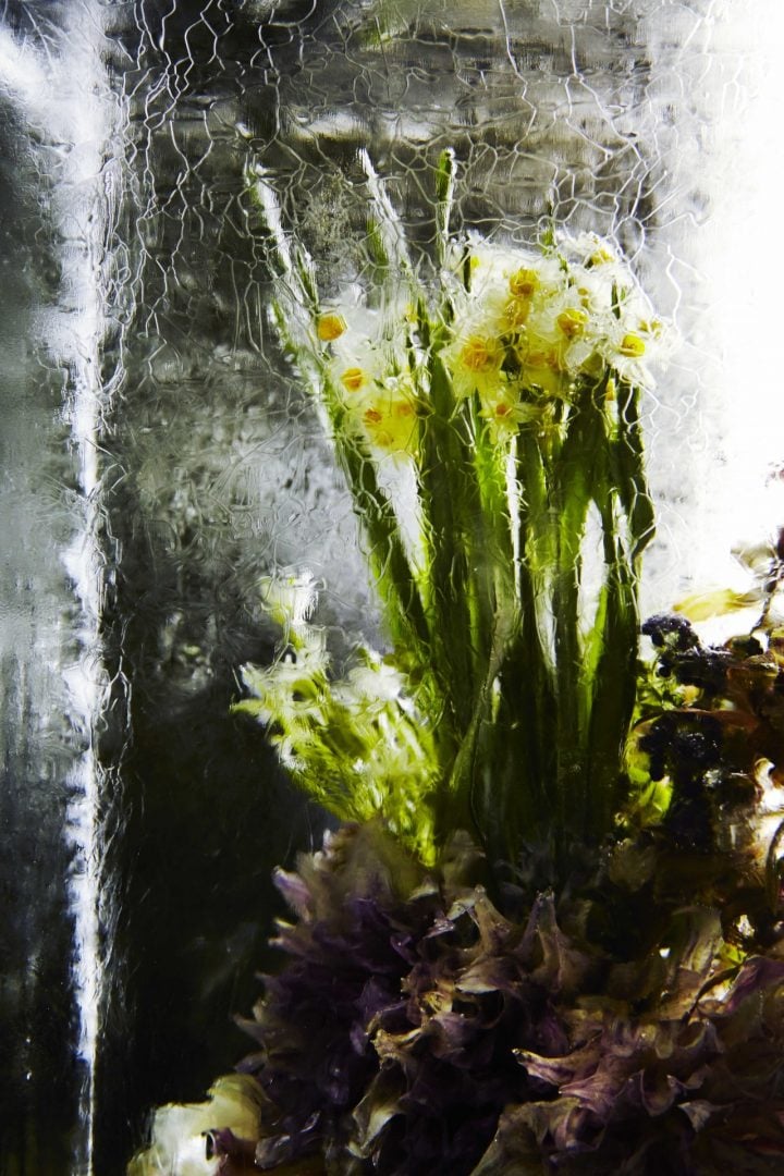 Azuma Makoto - Iced Flowers on Collater.al