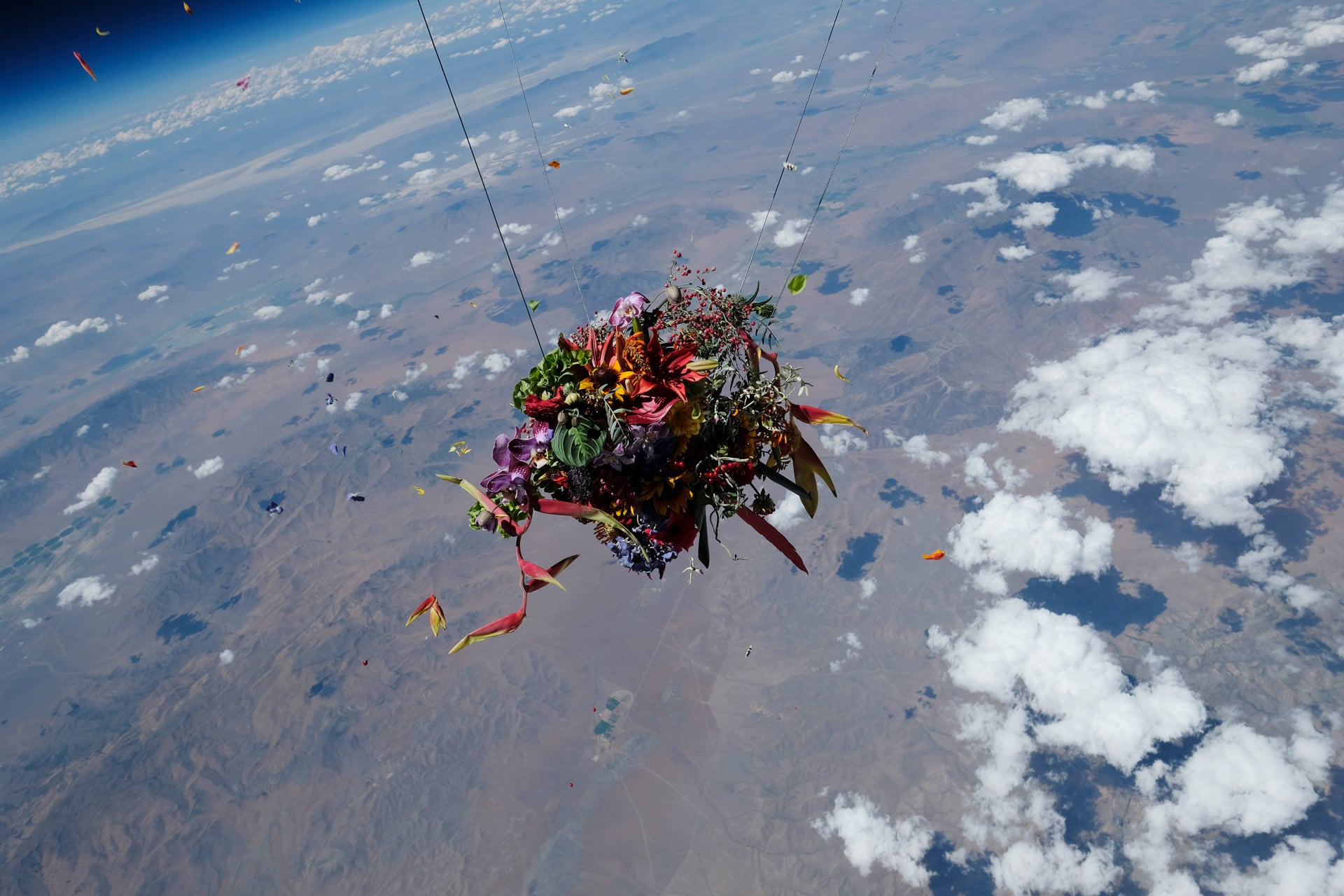 Exobiotanica 2, flowers in space by AMKK Studio | Collater.al