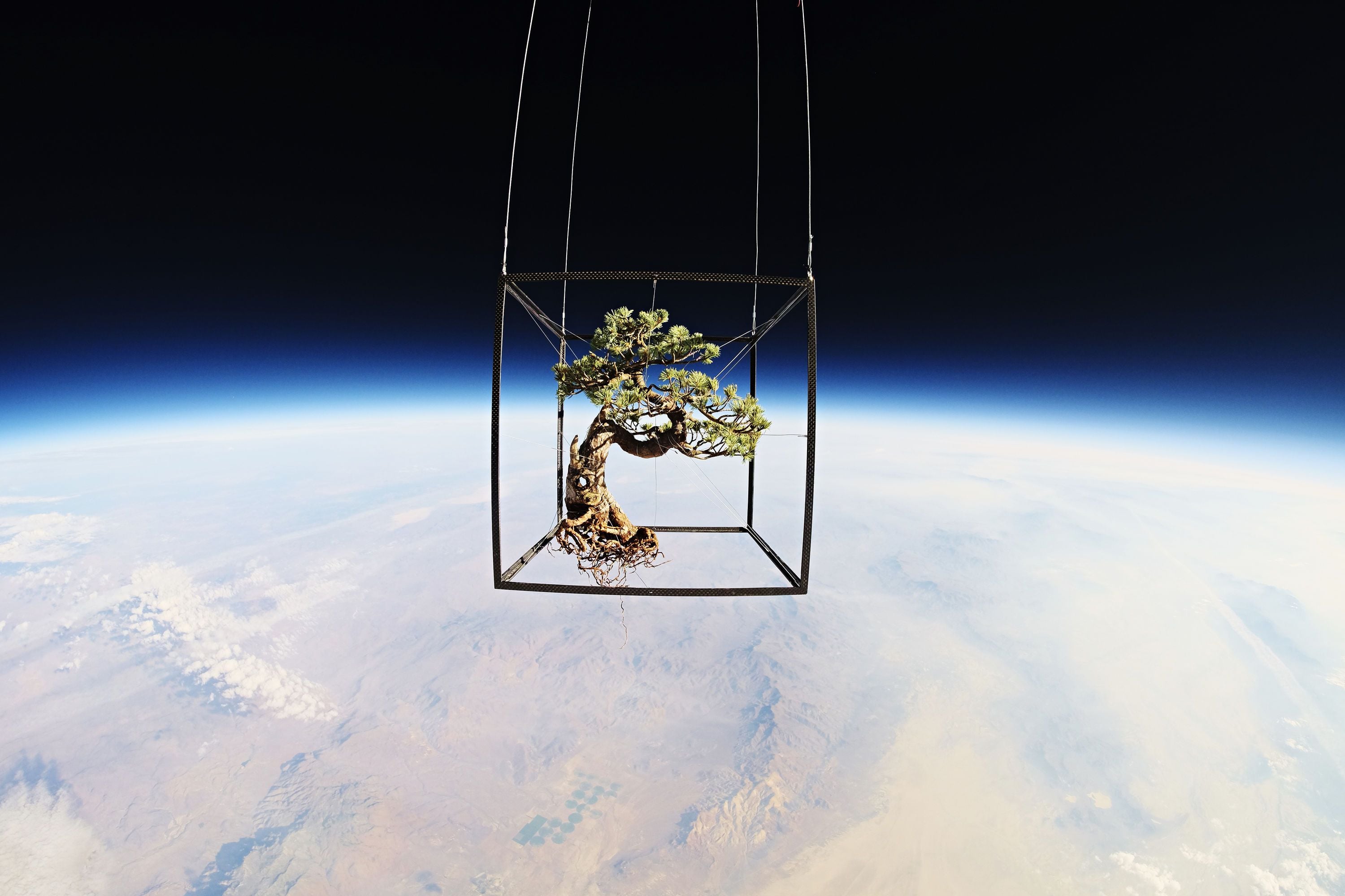 Exobiotanica 2, flowers in space by AMKK Studio | Collater.al