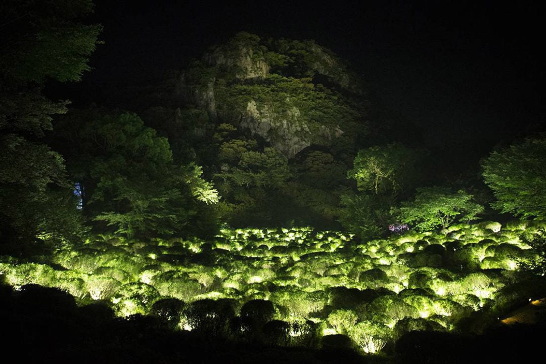 A Forest Where Gods Live, the art of teamLab returns to Japan | Collater.al