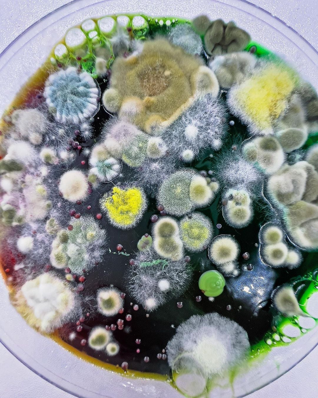 Mold Proliferates In Art | Collater.al
